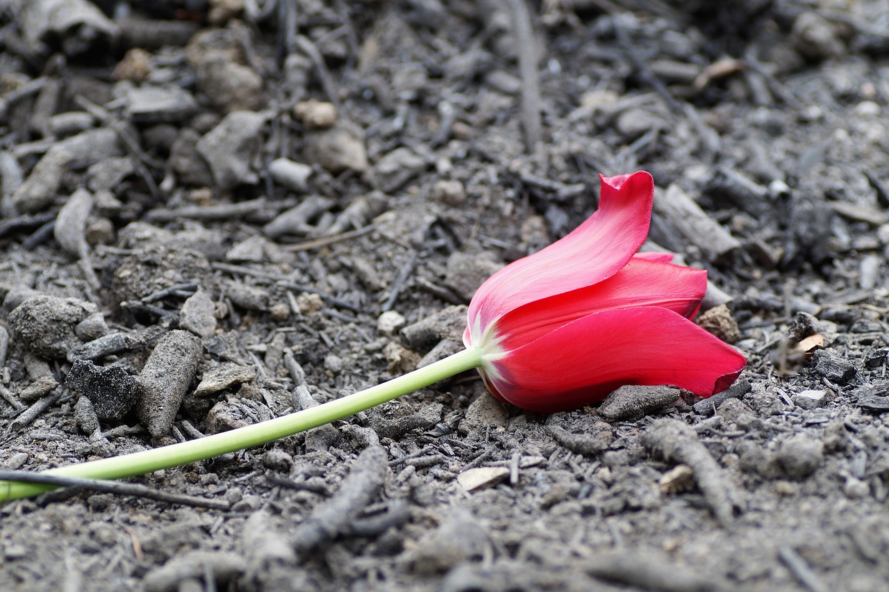 In Memoriam – The Seattle Star In Memoriam – The Seattle Star